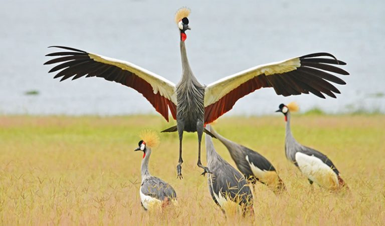 10 Best Birding Spots in Uganda | African Pearl Safaris.