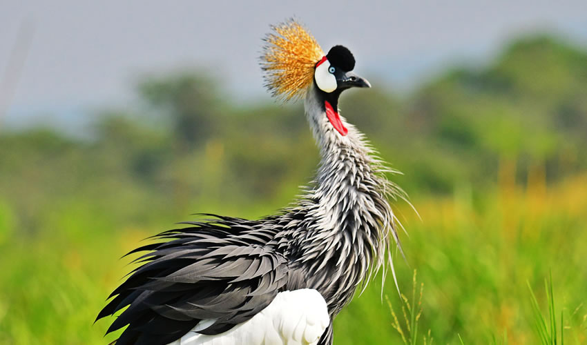 Birding Safaris in Uganda | Bird Watching Tours in Uganda