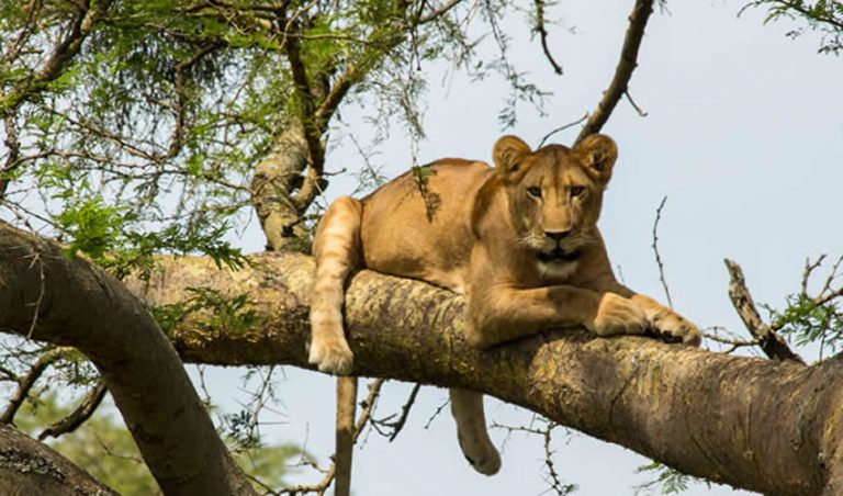 Sights and Sounds of Ishasha Sector in Queen Elizabeth National Park.