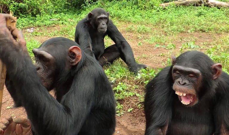 Ngamba Island Chimpanzee Sanctuary | African Pearl Safaris