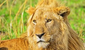 Lion Tracking Experience in Uganda | African Pearl Safaris.
